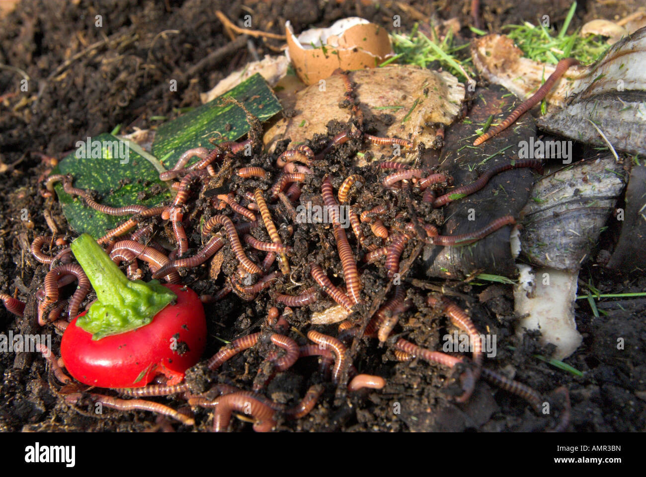 Compost worms in home wormery hi-res stock photography and images - Alamy