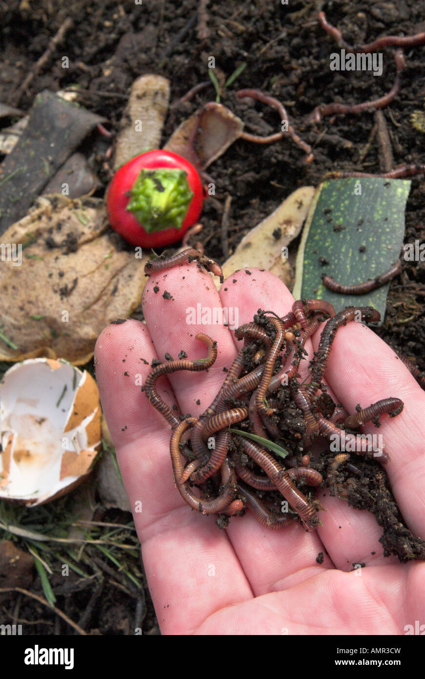 Compost worms on a hand with home kitchen waste in a garden wormery ...