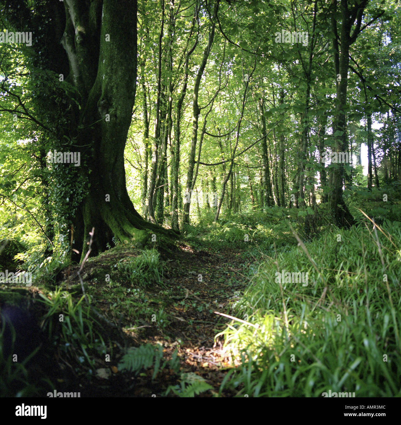 Forest path in Devon Stock Photo - Alamy