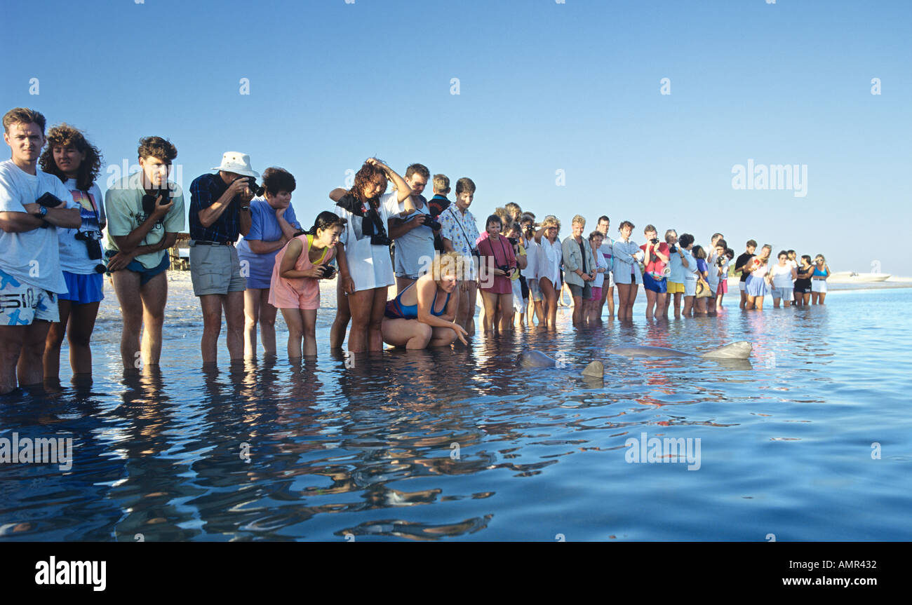 Crowd dolphin sea hi-res stock photography and images - Alamy