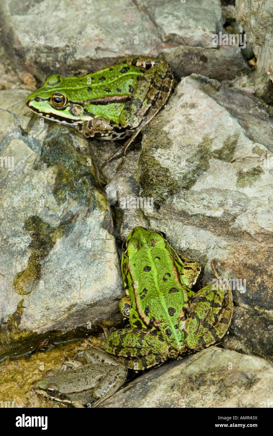 Frogs rana esculenta hi-res stock photography and images - Alamy