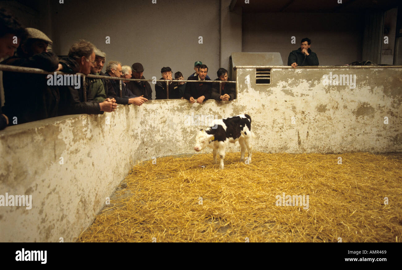 Cattle Auction Uk High Resolution Stock Photography and Images - Alamy