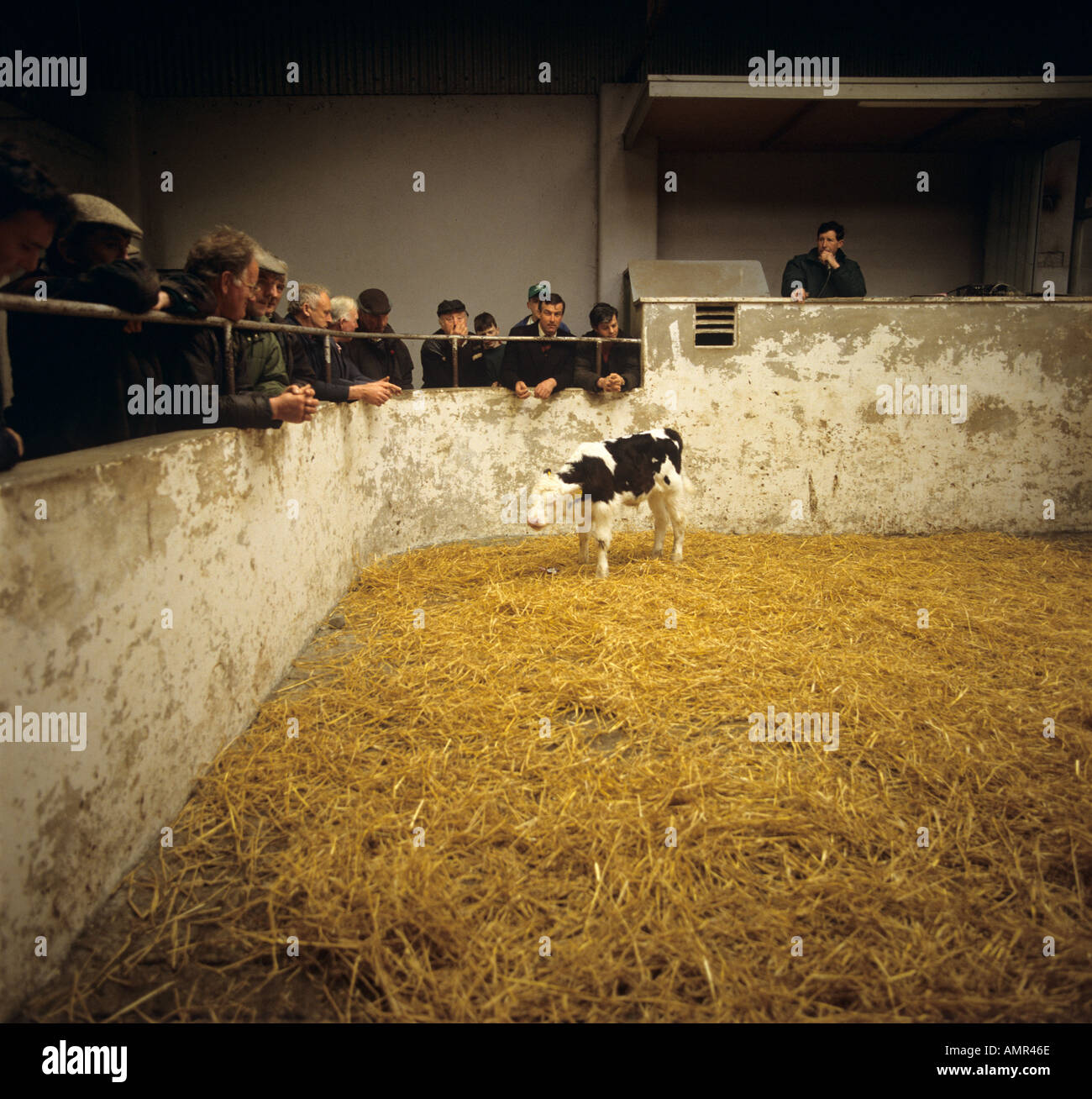 farmers giving an experts opinion on a calf auction United Kingdom ...