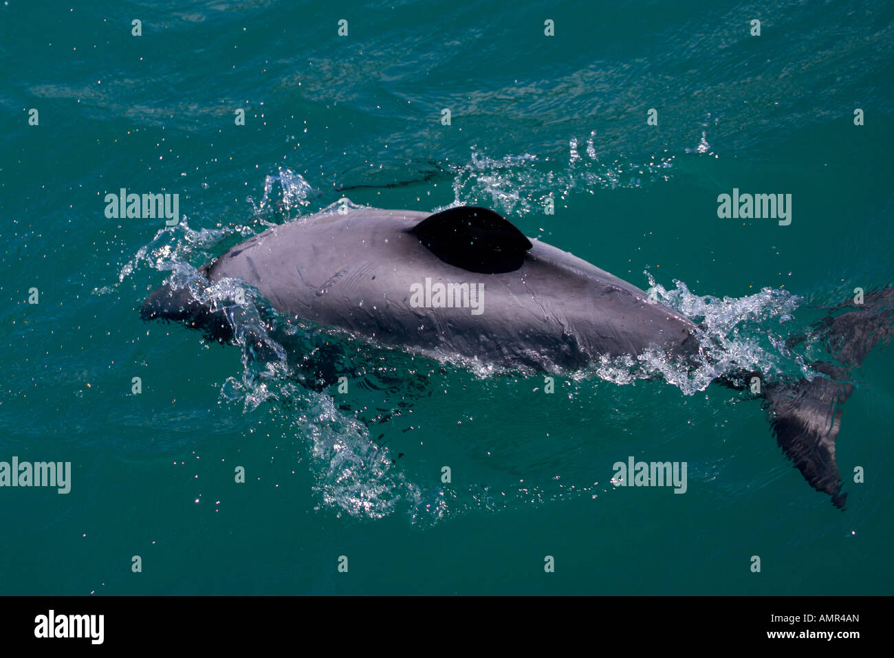 Hector’s dolphin hi-res stock photography and images - Alamy