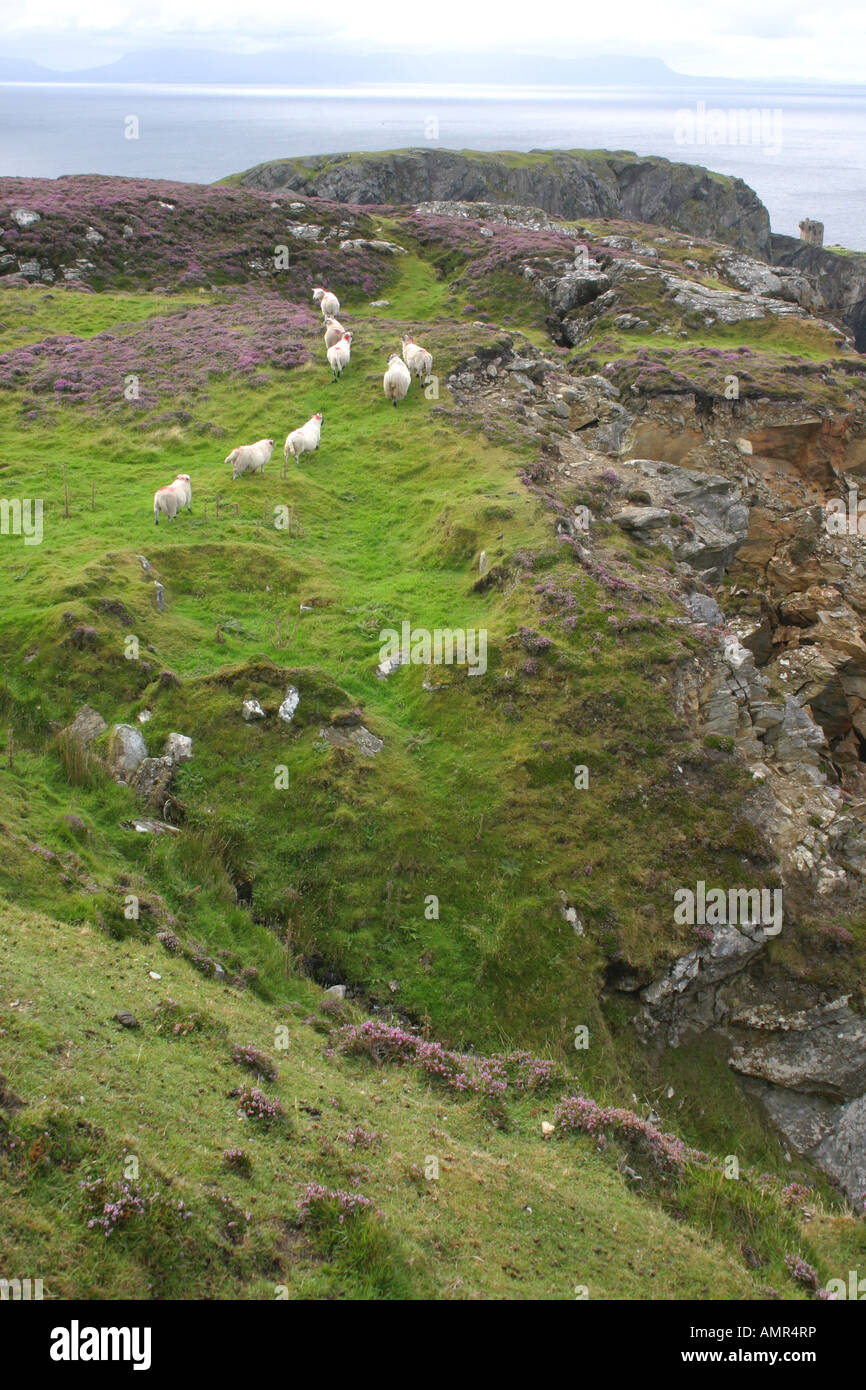 Sheep on the cliff tops at Teelin, Donegal, Ireland Stock Photo - Alamy