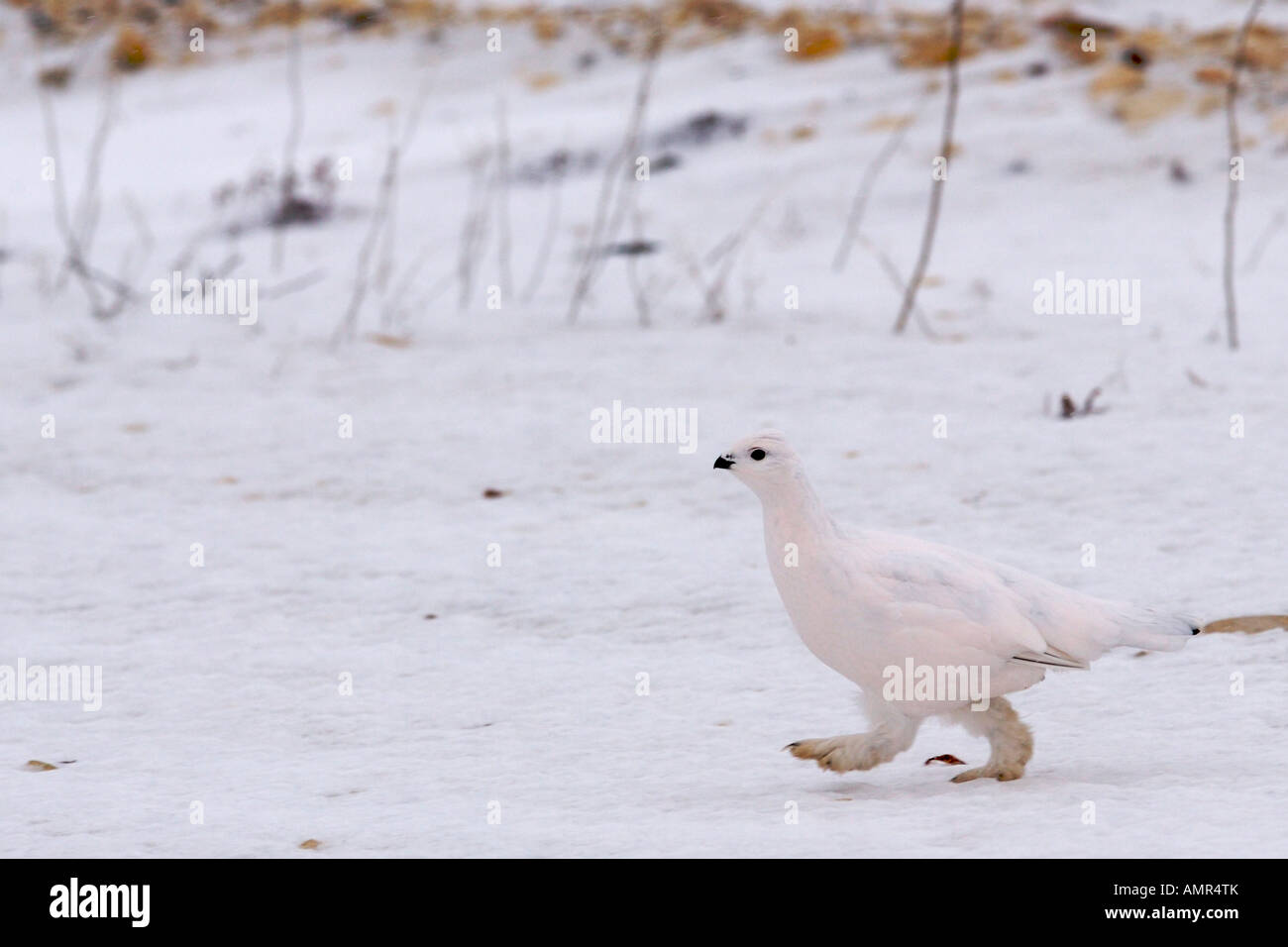 Ptarmigans hi-res stock photography and images - Alamy