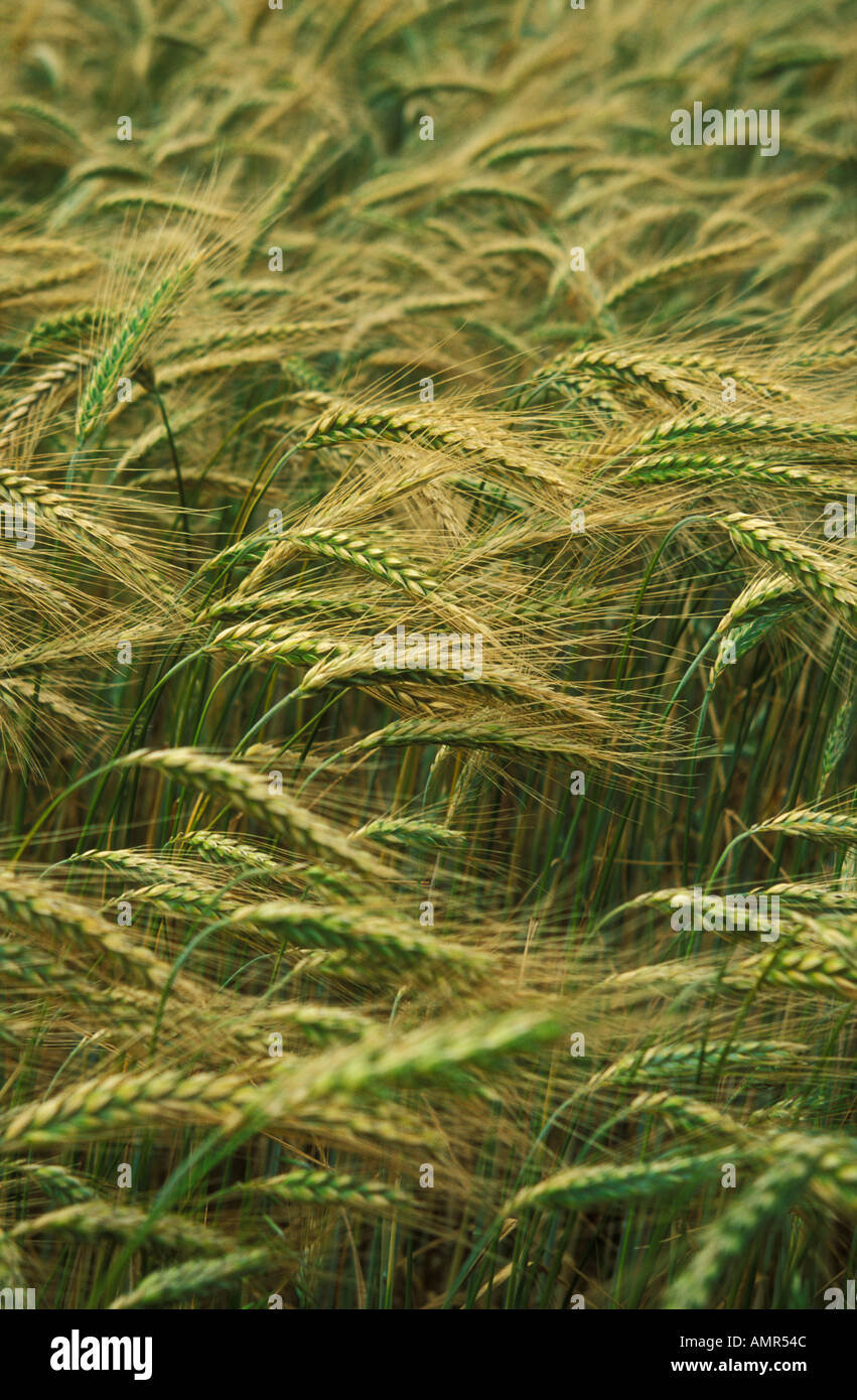 Ears of spring wheat blowing in breeze before harvest Stock Photo - Alamy