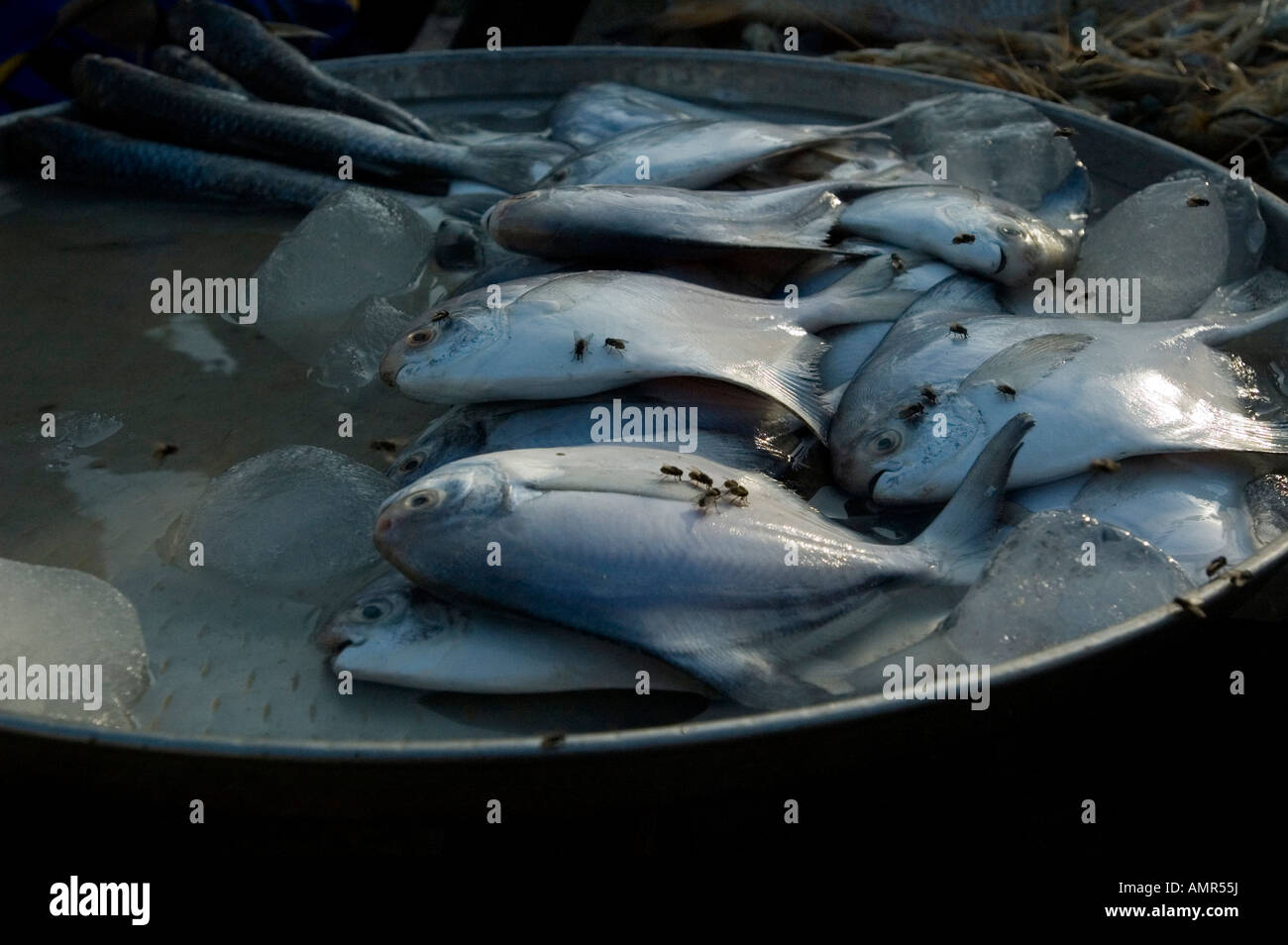 Fresh fish on sale on the streets of Navsari, Gujarat, India, Asia ...