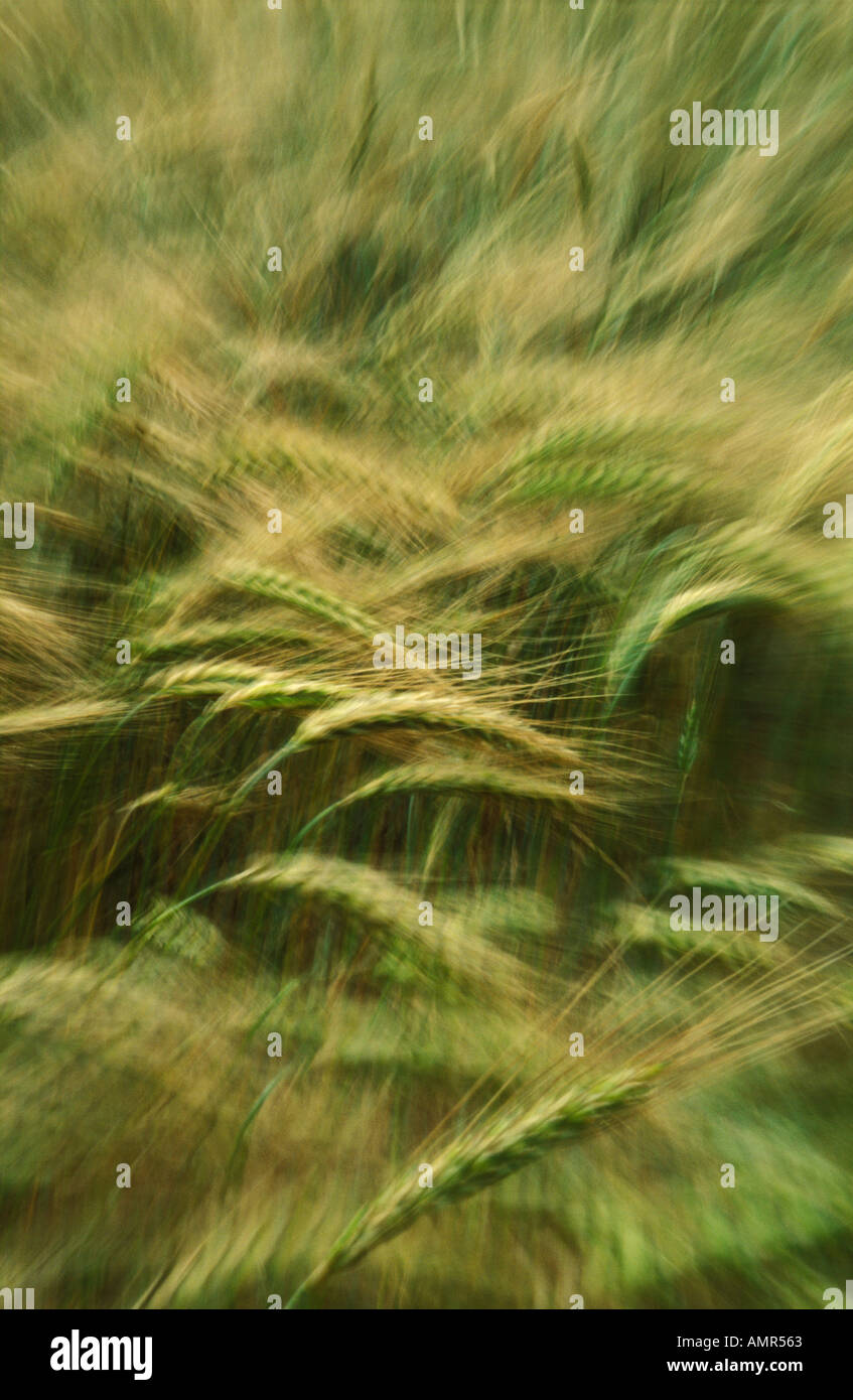 Ears of spring wheat blowing in the breeze before harvest Stock Photo ...