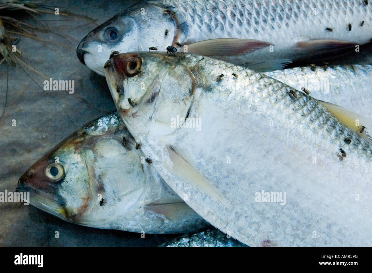 Fresh fish on sale on the streets of Navsari, Gujarat, India, Asia ...