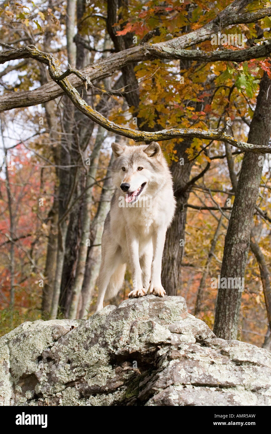 Gray Wolf Canis lupus Sandstone Pine County Minnesota United States 28 ...