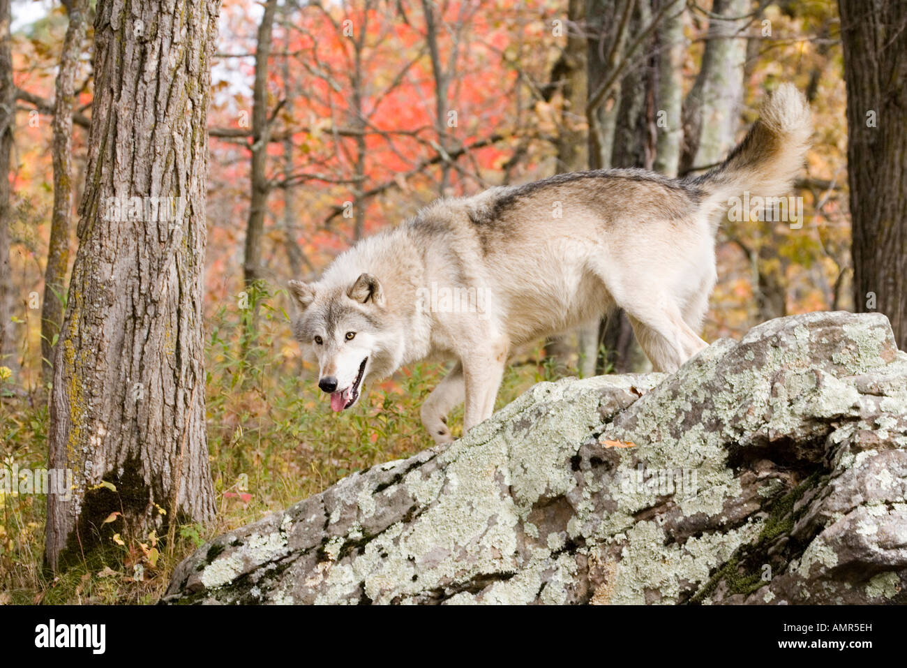 Gray Wolf Canis lupus Sandstone Pine County Minnesota United States 28 ...