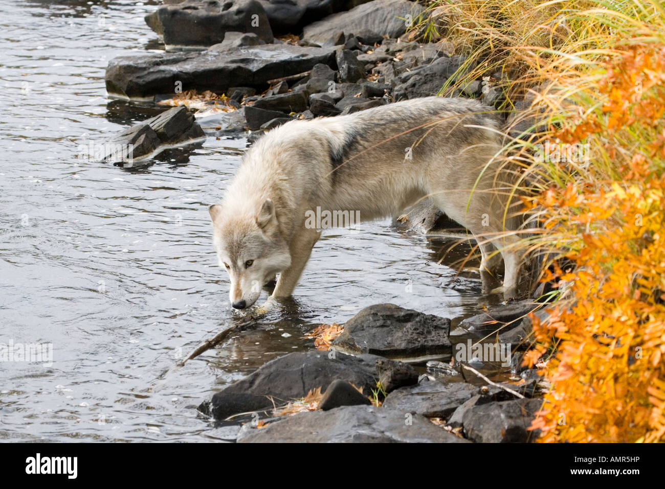 Gray Wolf Canis lupus Sandstone Pine County Minnesota United States 28 ...