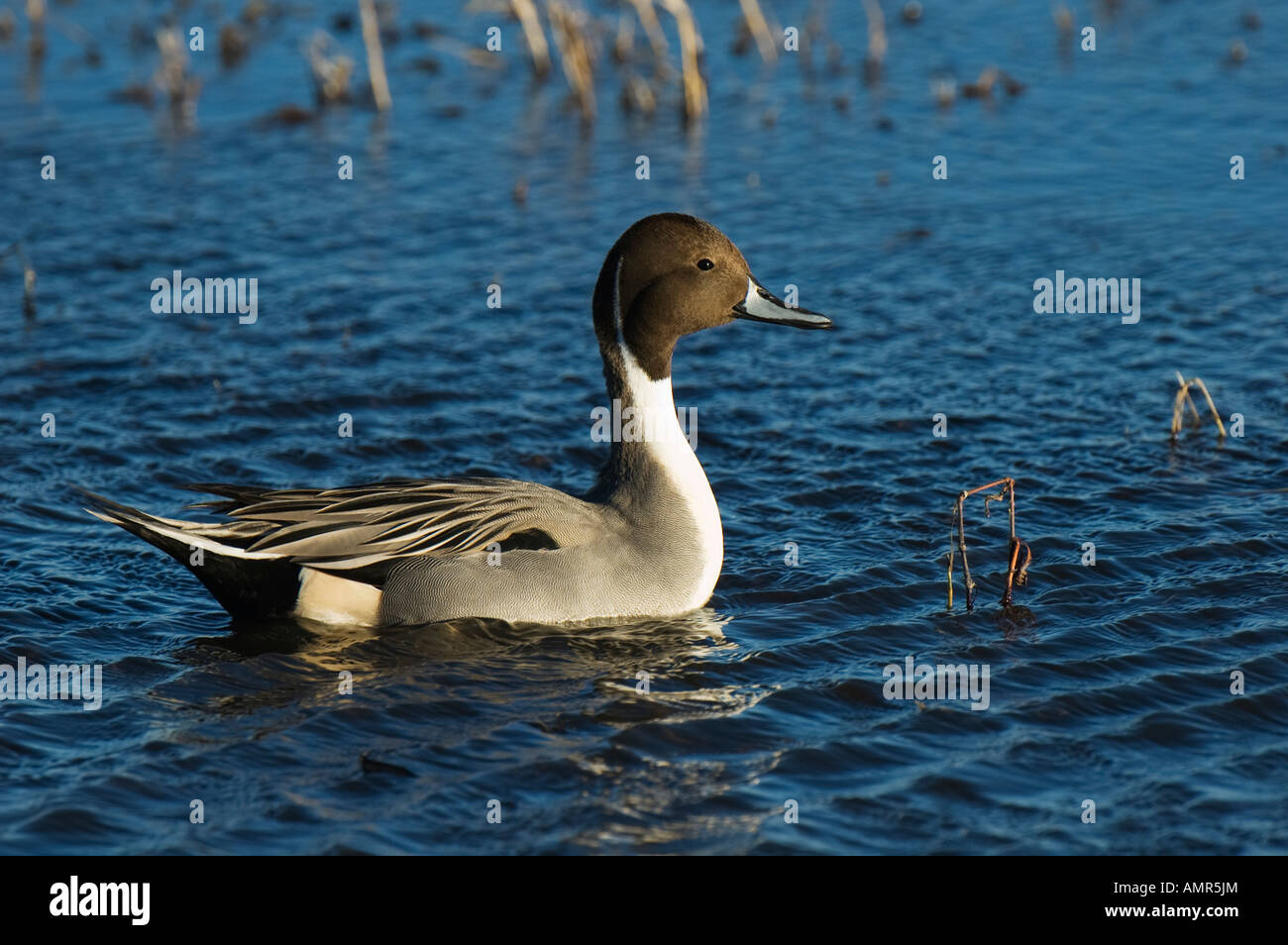 A Northern Pintail floating in a lake Stock Photo - Alamy