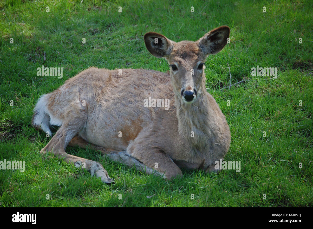 White-Tailed Deer resting Stock Photo - Alamy