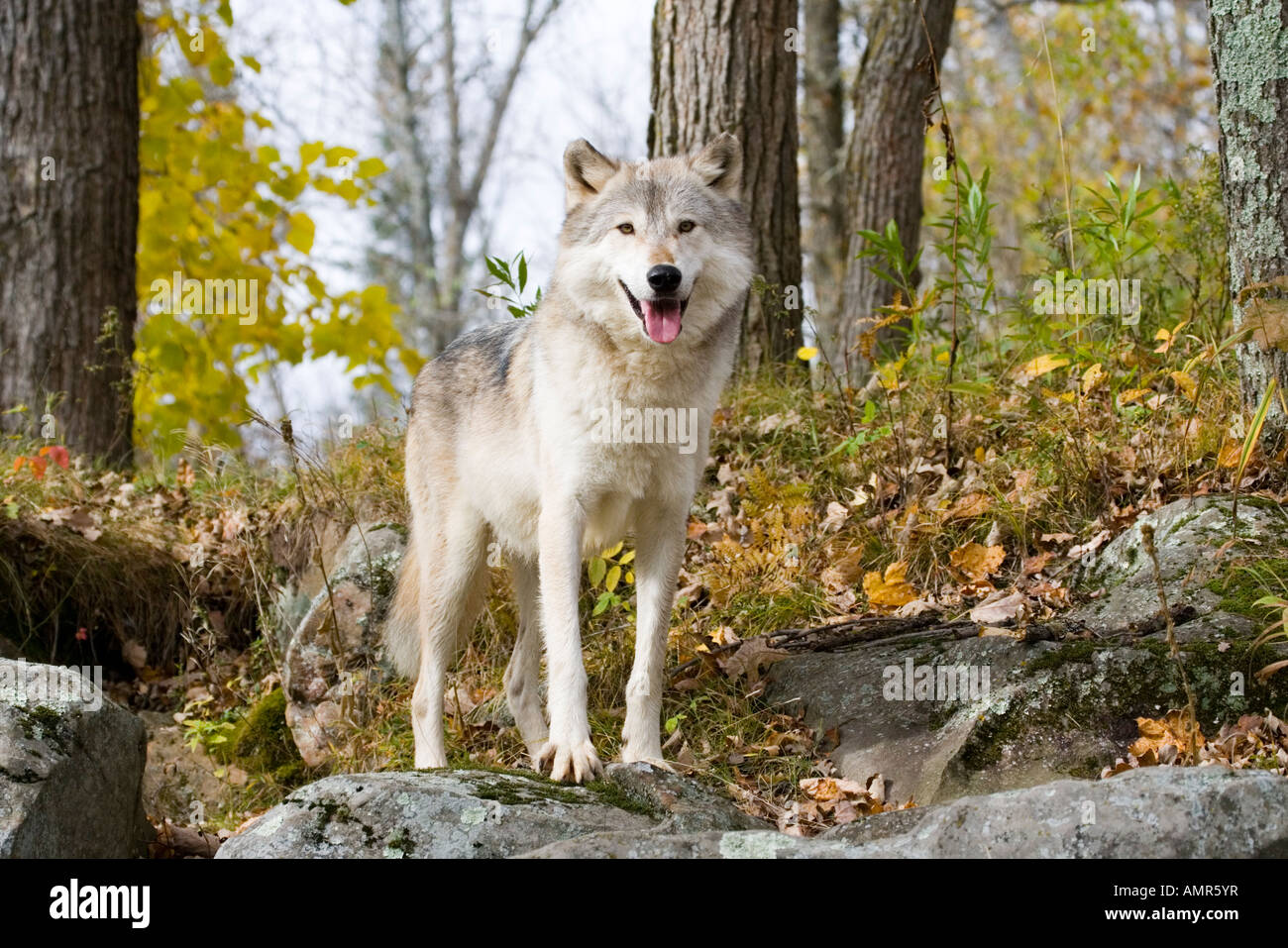 Gray Wolf Canis lupus Sandstone Pine County Minnesota United States 28 ...
