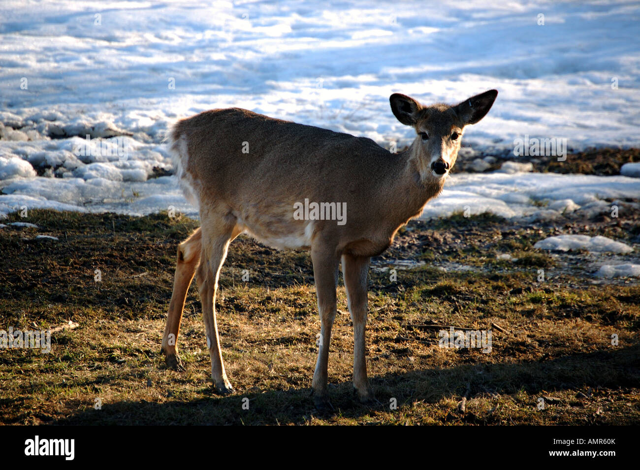 White-Tailed Deer in Spring Stock Photo - Alamy
