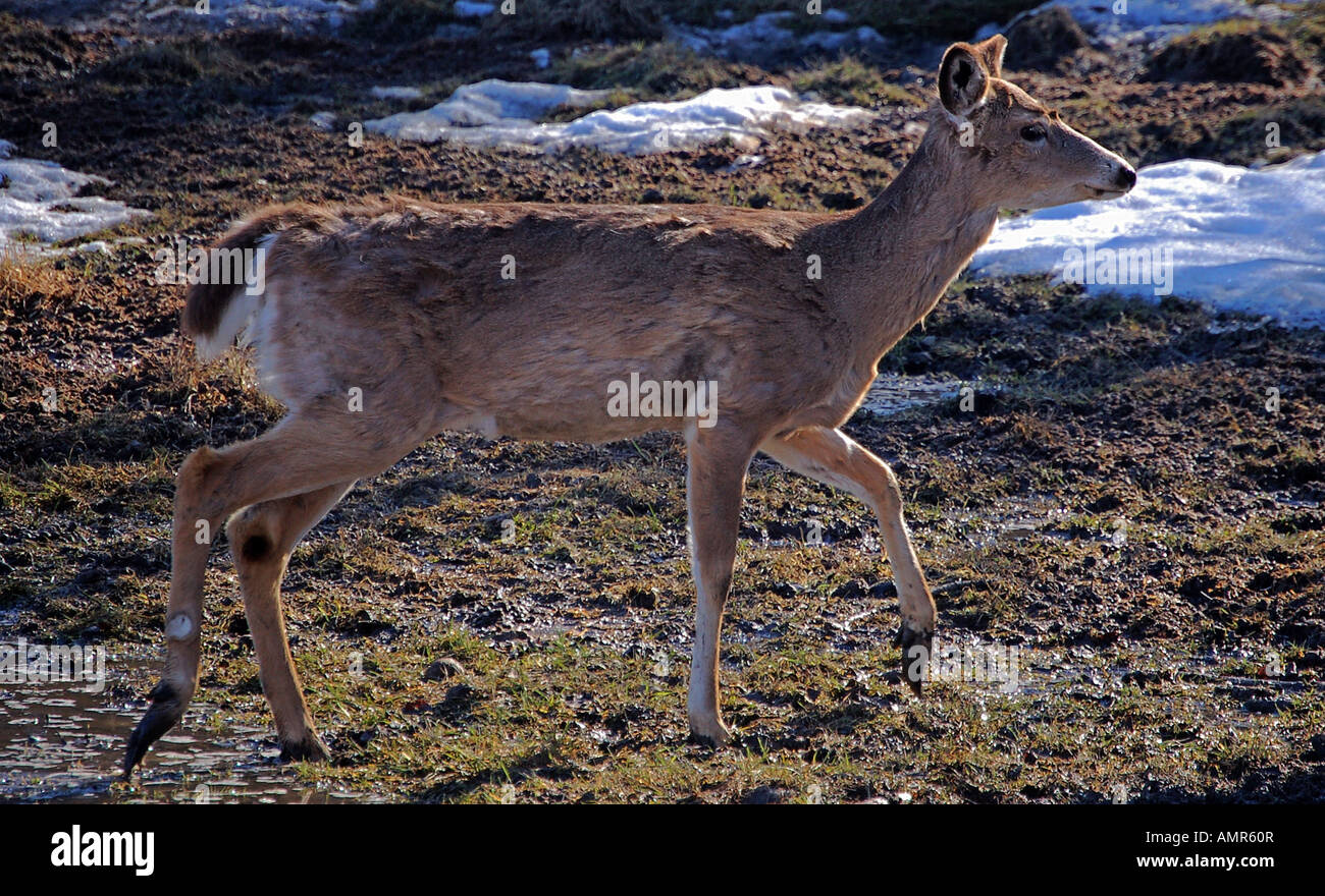 White-Tailed Deer in Spring Stock Photo - Alamy