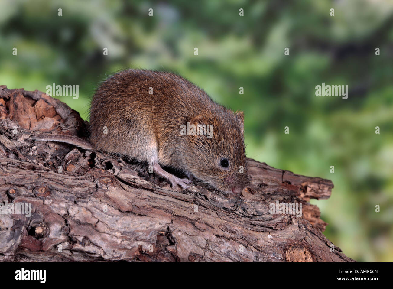 Short tailed field mouse hi-res stock photography and images - Alamy