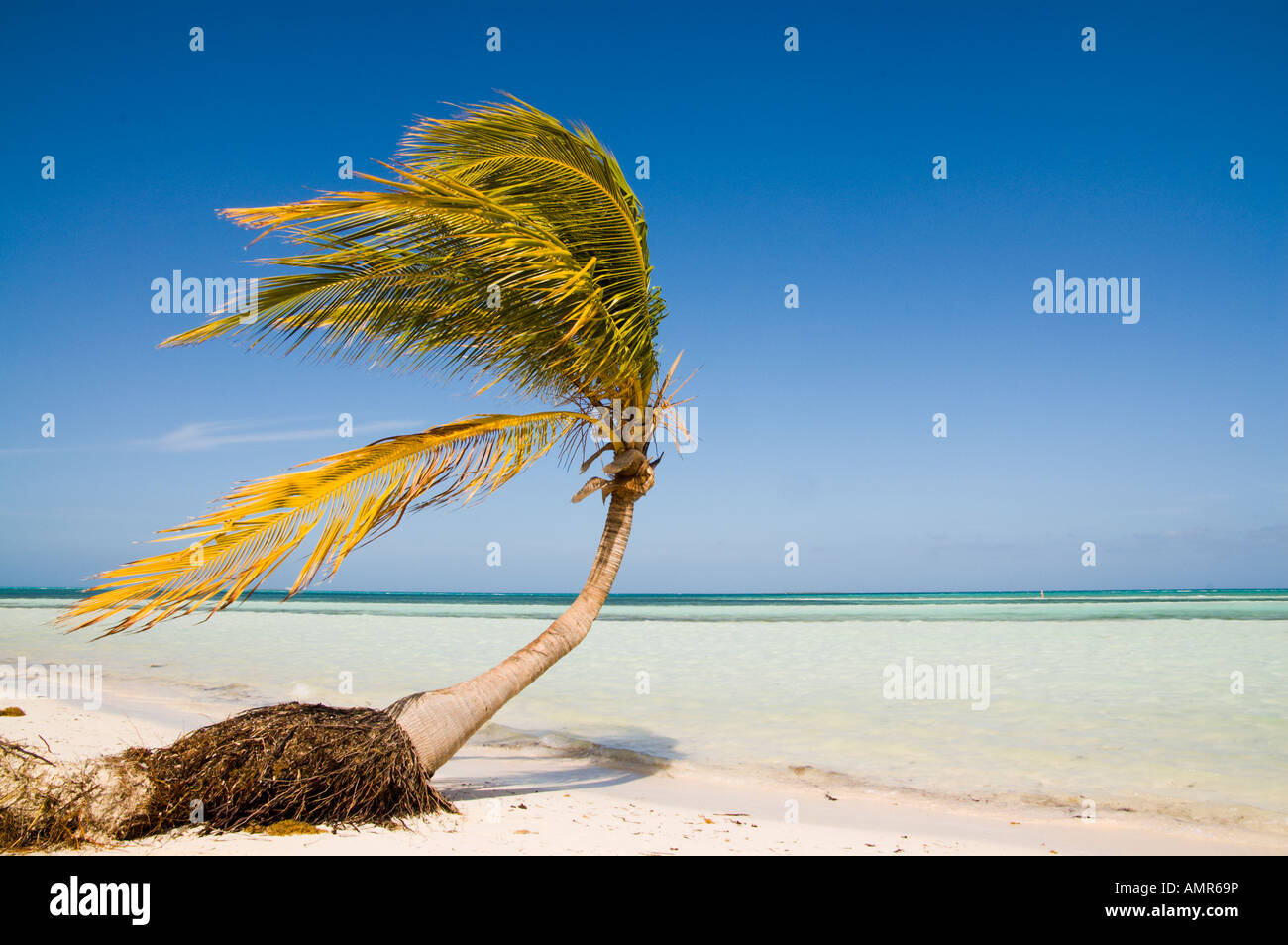Bent coconut tree hi-res stock photography and images - Alamy