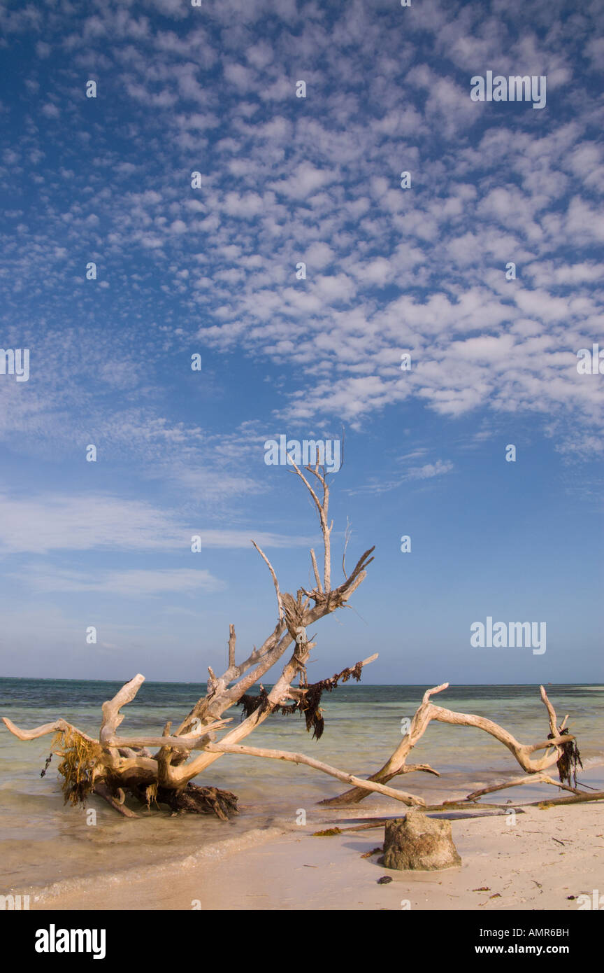 Tree branches washed up on island beach in Cuba Stock Photo - Alamy