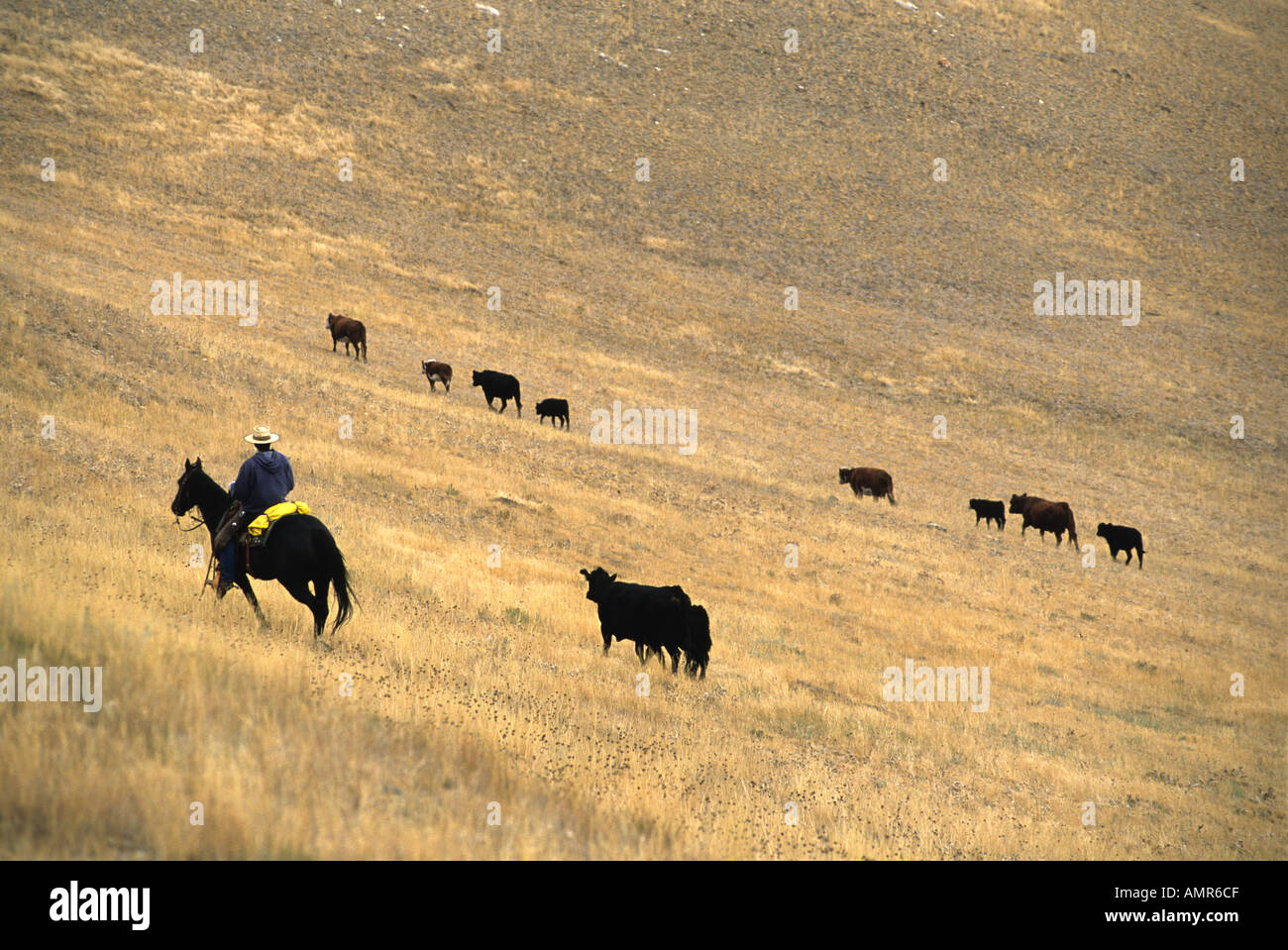 Cowboy moving cattle through dry pastures of autumn Stock Photo - Alamy