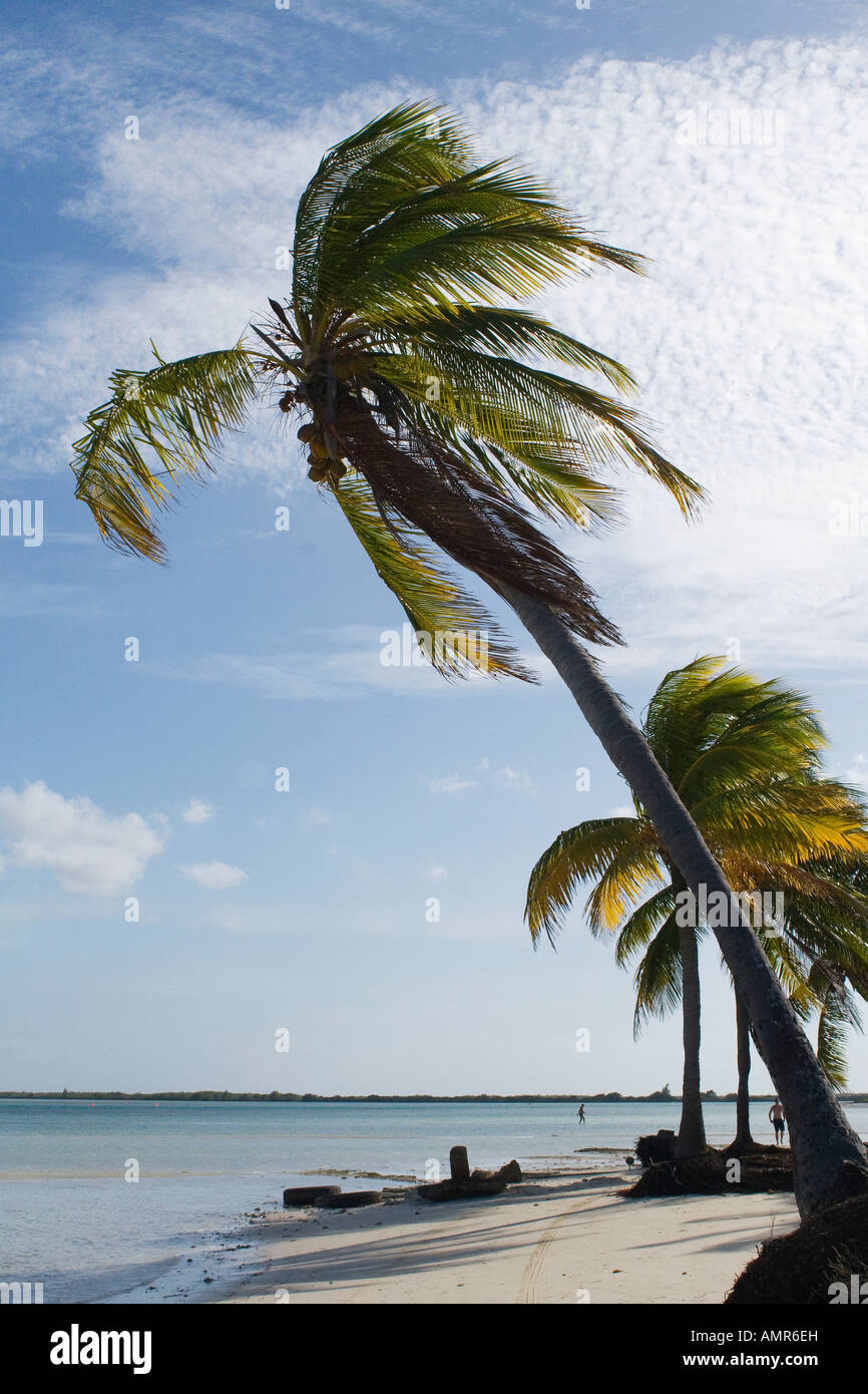 Cuban cigar palm tree blue hi-res stock photography and images - Alamy