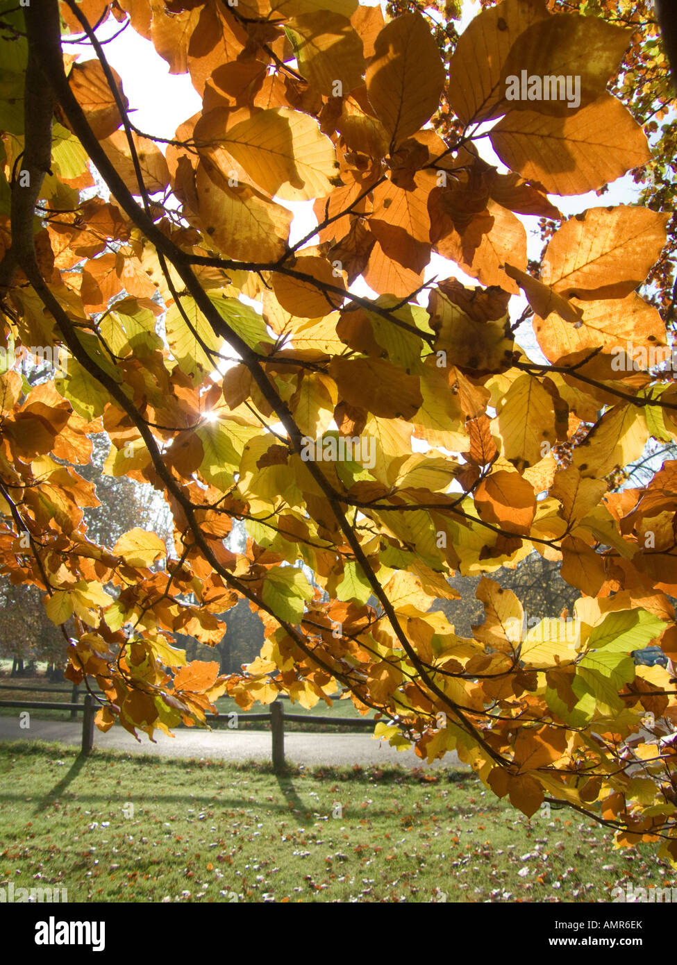 autumn at kings college cambridge Stock Photo - Alamy
