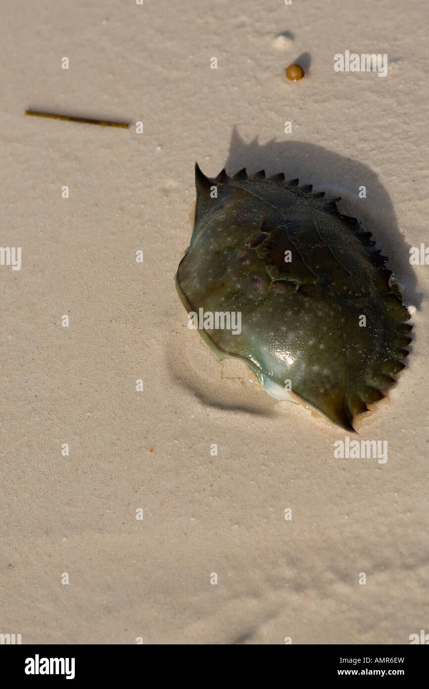 Fossil crab hi-res stock photography and images - Alamy
