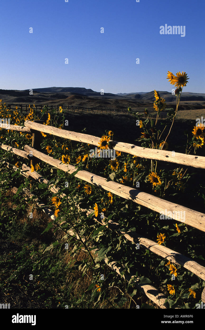 Hot Springs State Park Wood rail fence with wild sun flowers growing ...
