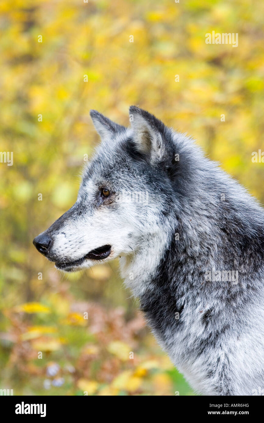 Gray Wolf Canis lupus Sandstone Pine County Minnesota United States 28 ...