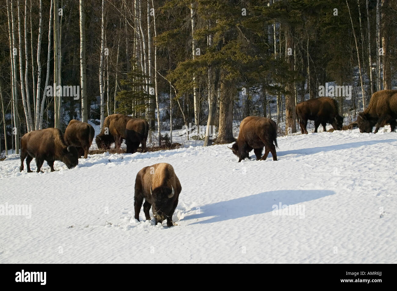 Wild buffalo, Northern BC/Yukon, Canada, Spring , Bison, bos bison ...