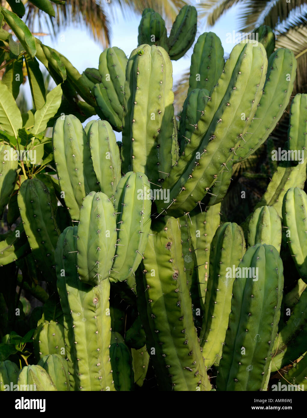 Cactus from spain hi-res stock photography and images - Alamy