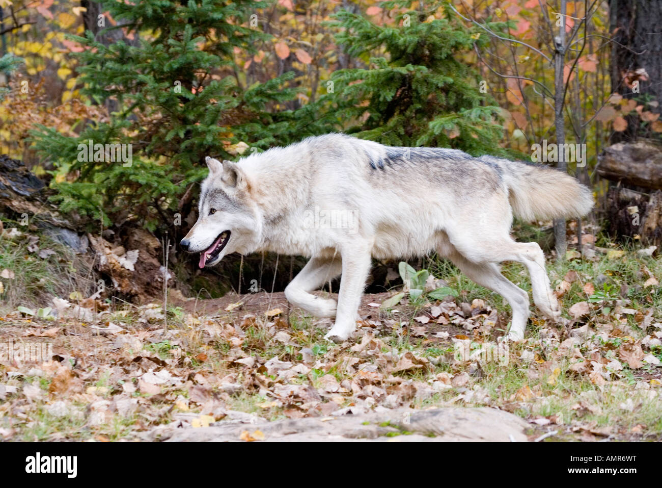 Gray Wolf Canis lupus Sandstone Pine County Minnesota United States 28 ...