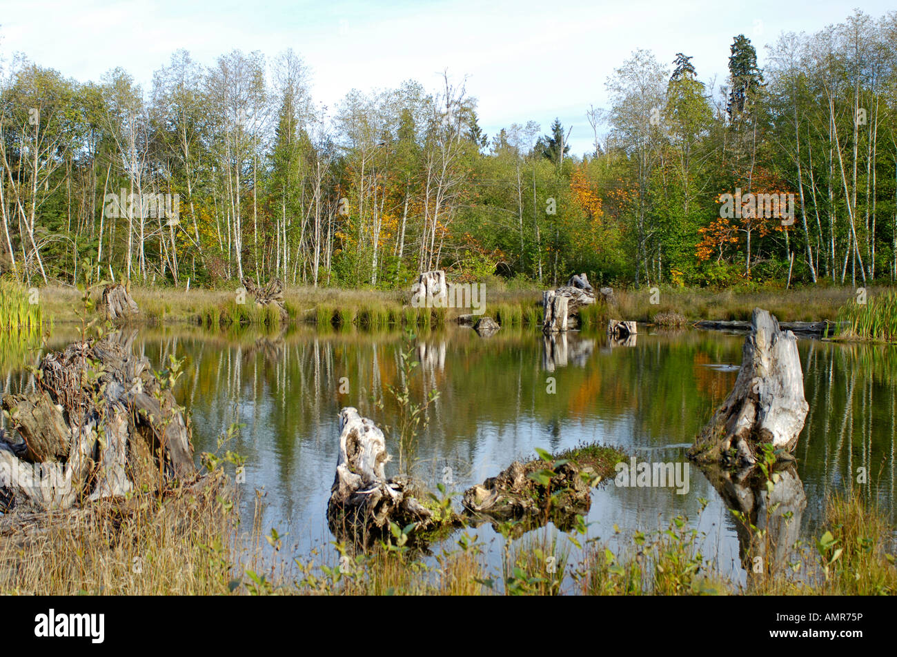 Wetland Roadside Lagoon Waterlogged submerged Tree Trunks Marsh. BCX ...
