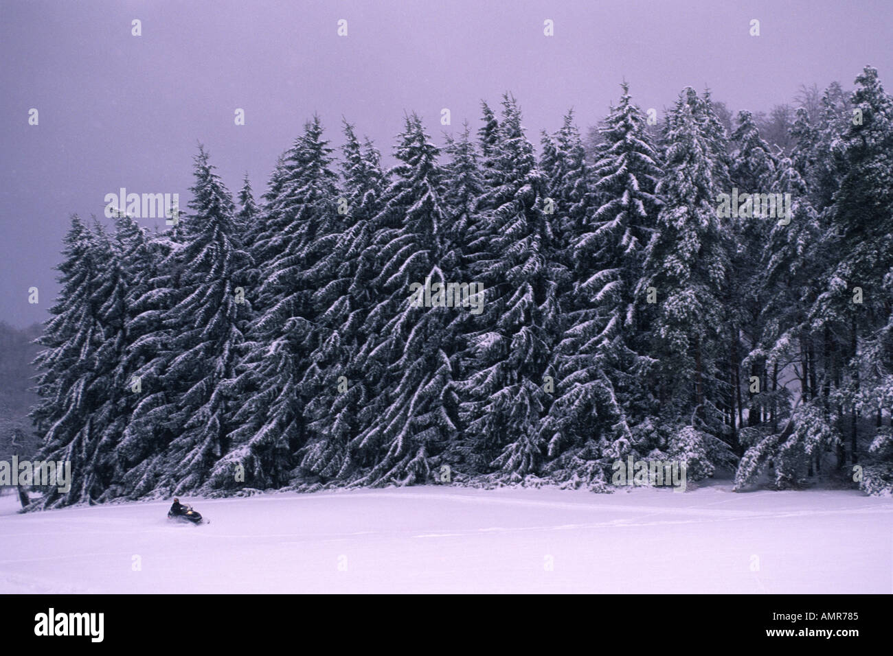 Snowmobile rider on open field near tall snow covered trees Stock Photo ...
