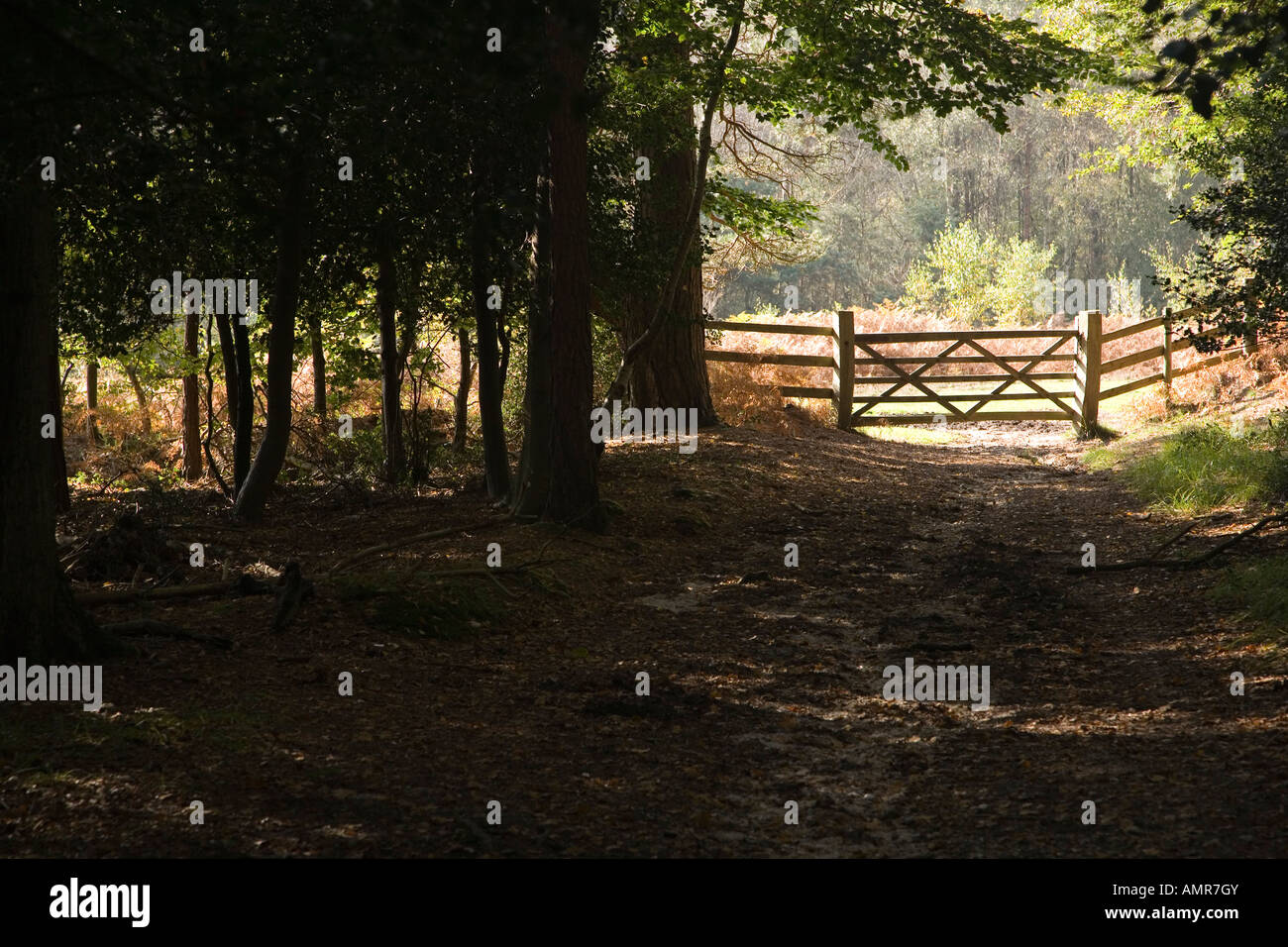 New forest gate new forest hi-res stock photography and images - Alamy
