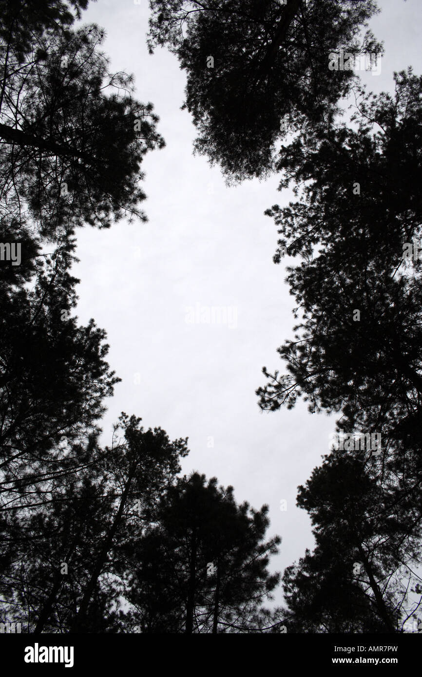 Looking up at the Tree Tops Stock Photo - Alamy