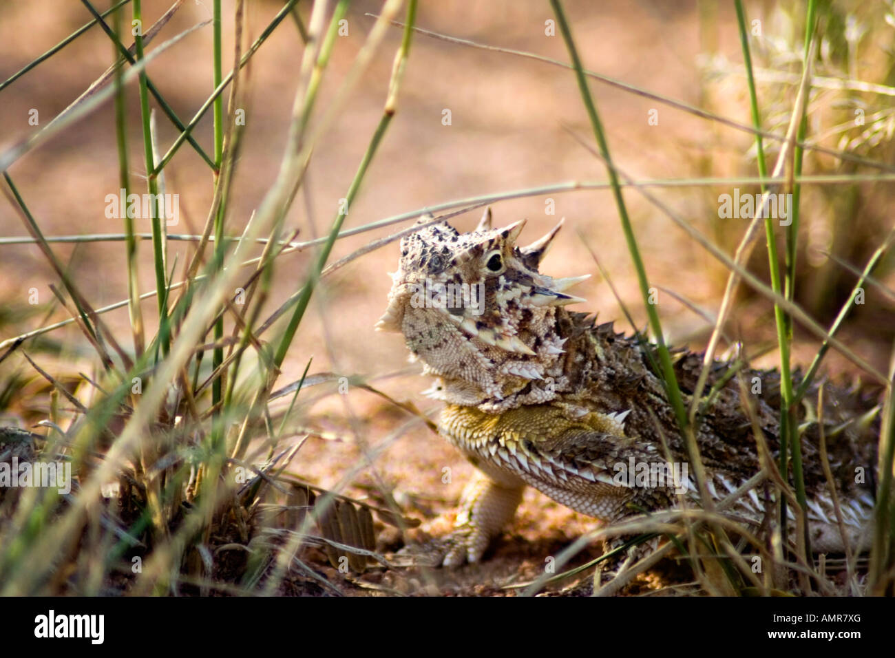Texas horned lizard or horny toad (Phrynosoma cornutum), Southern ...