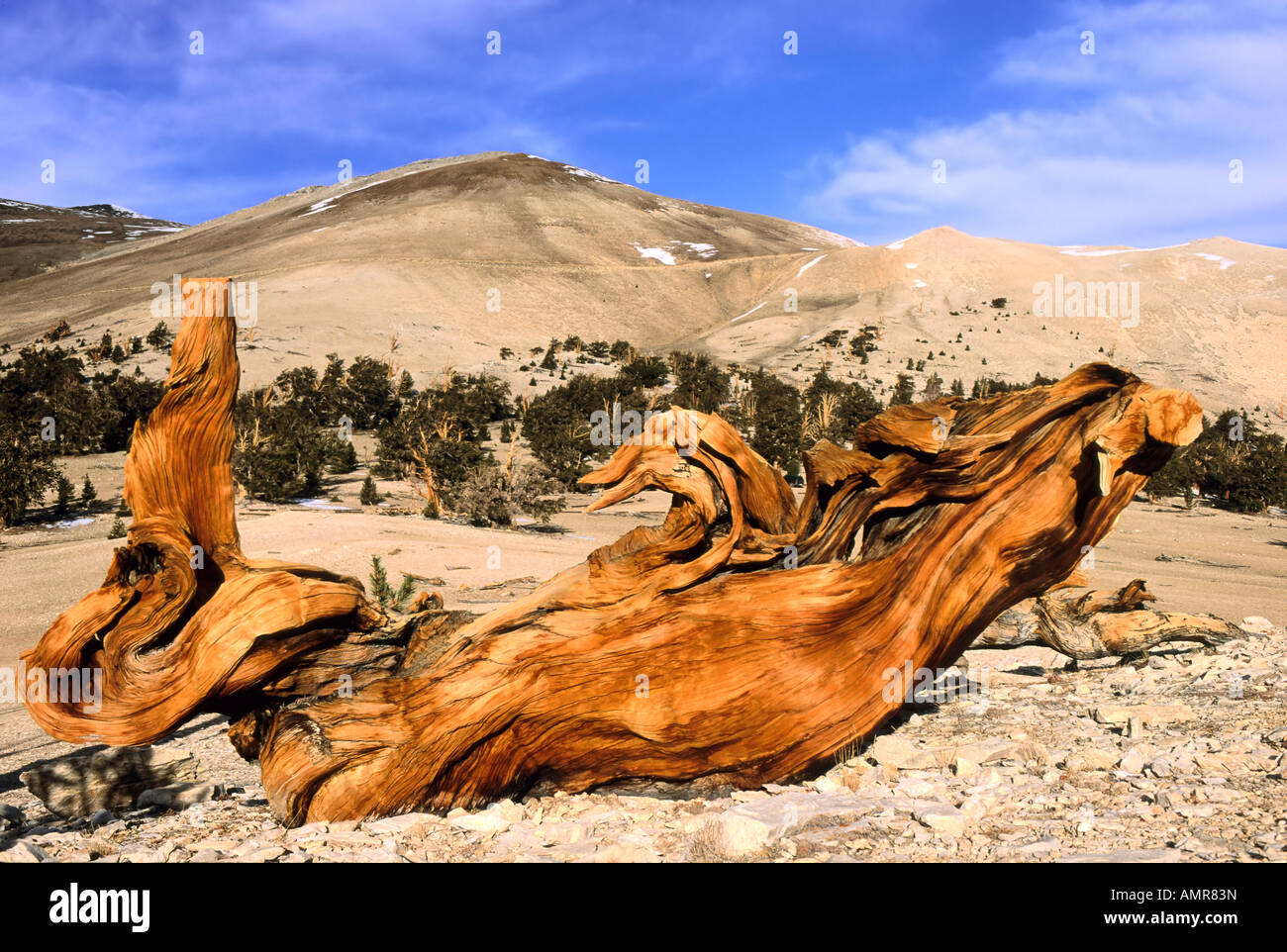 Bristlecone Pine remnant Pinus longaeva Bristlecone Pine Forest in the ...