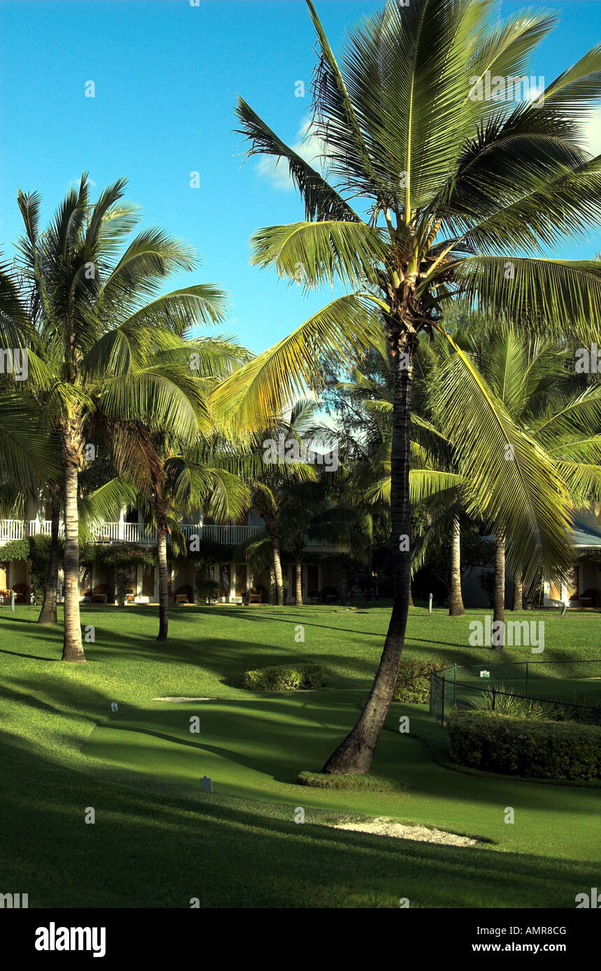 view of palm trees and greenery Stock Photo - Alamy