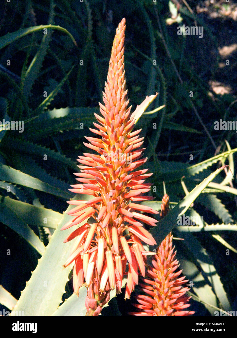Aloe Plants in Flower Stock Photo - Alamy