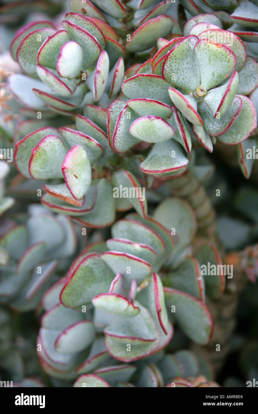 Crassula arborescens subsp aborescens Crassulaceae South Africa Stock ...