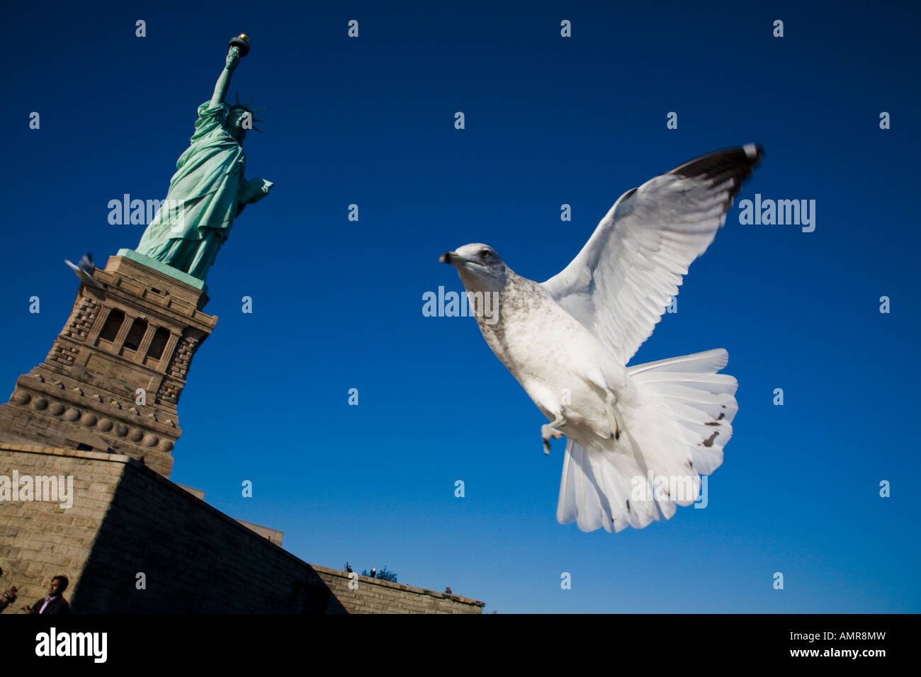 Bird flying in front of the Statue of Liberty New York City New York ...