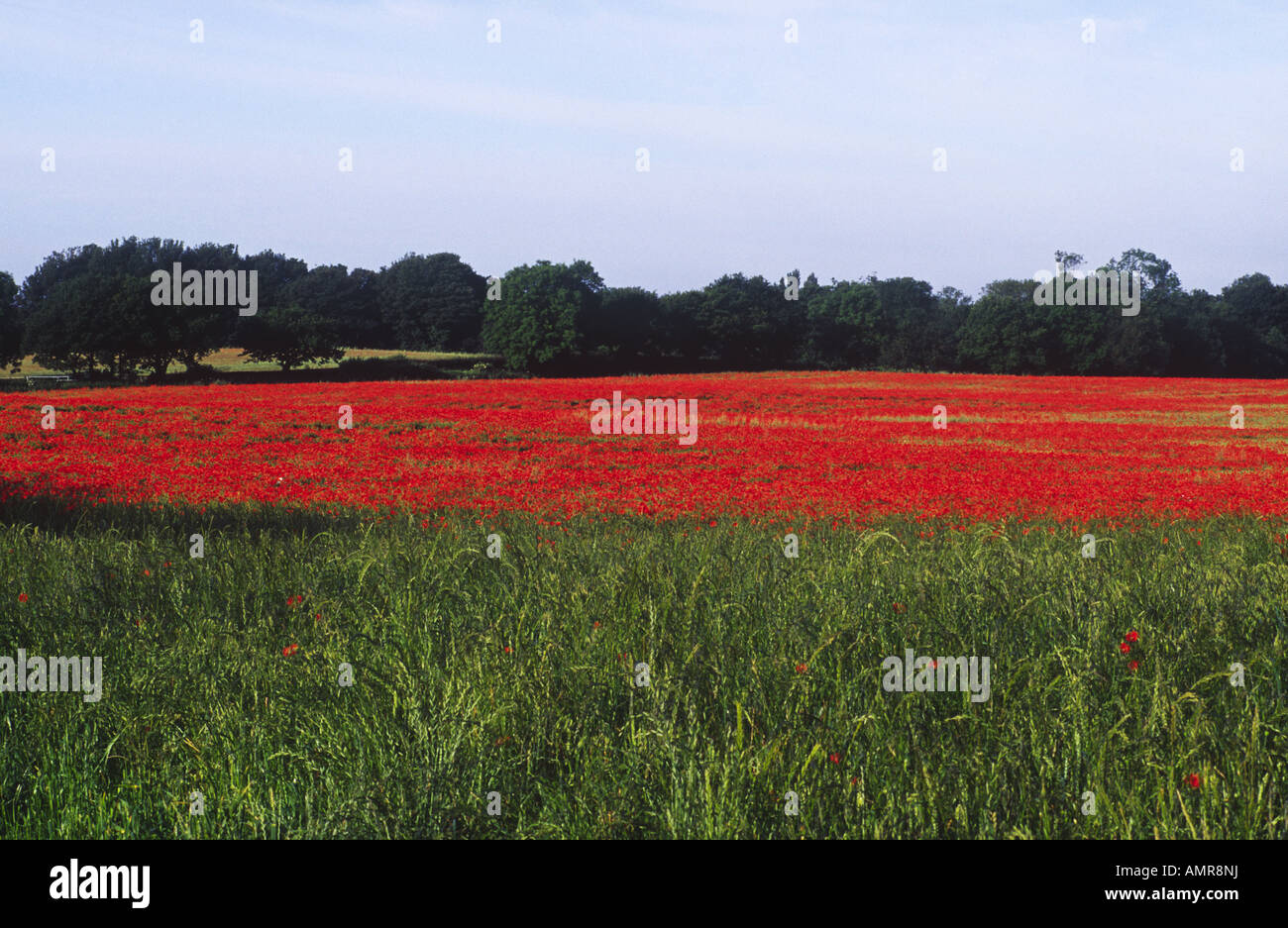 Hanningfield, essex hi-res stock photography and images - Alamy