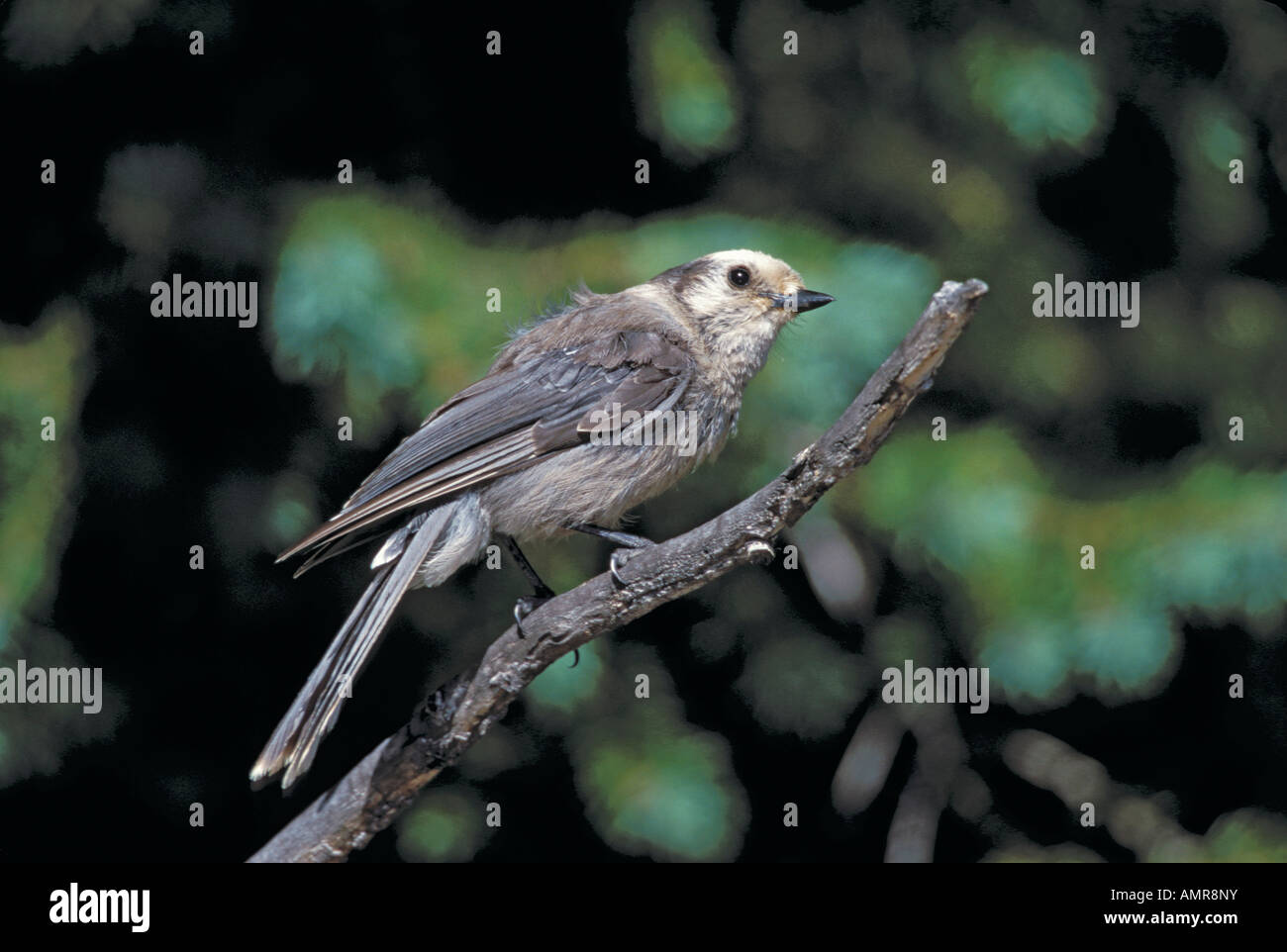 Gray Jay Perisoreus canadensis Mueller State Park Devide Colorado ...