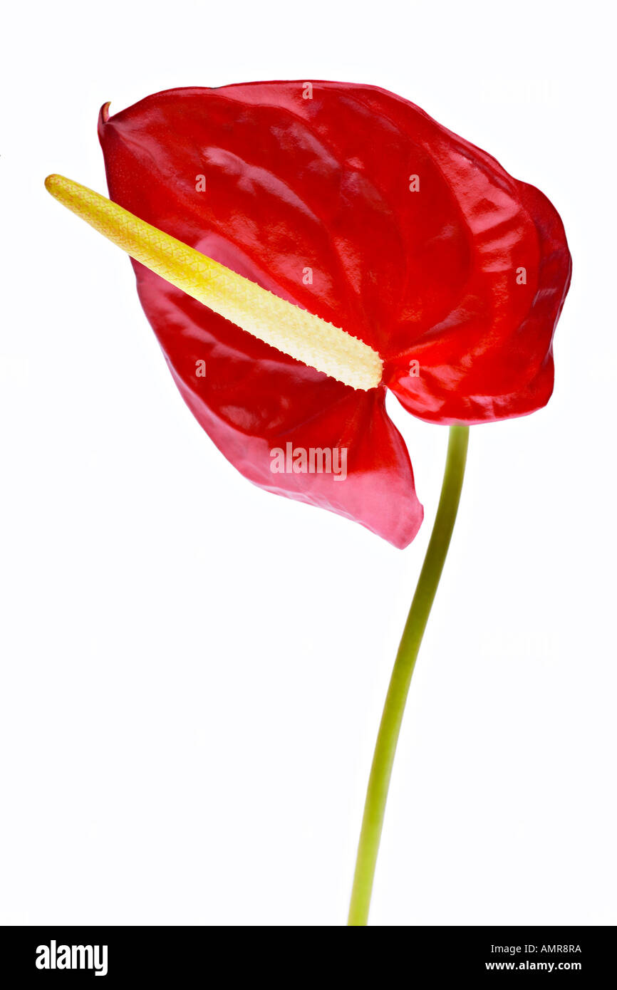 Anthurium images Cut Out Stock Images & Pictures - Alamy