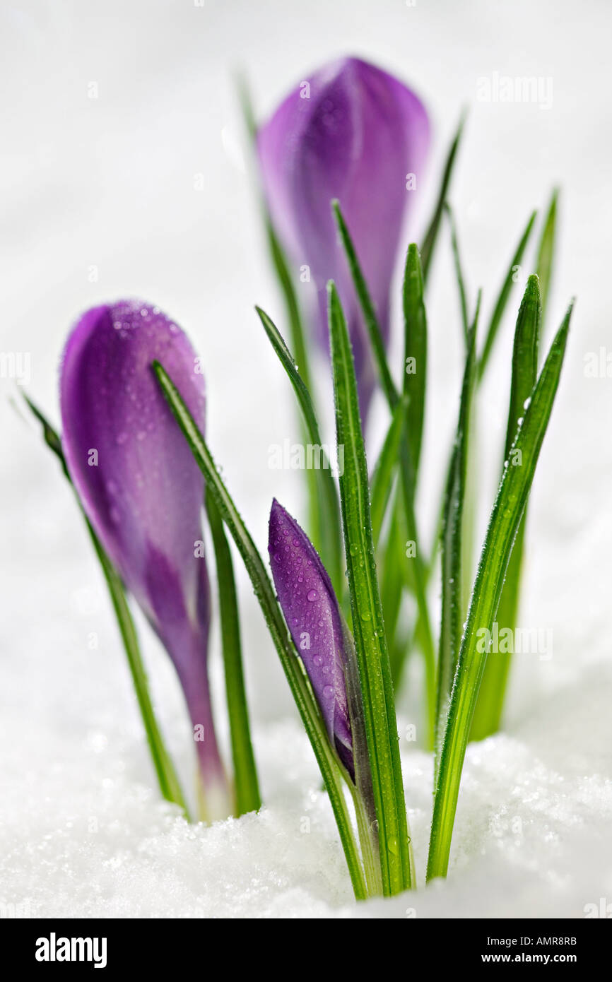 Crocus Flowers in Snow Stock Photo - Alamy