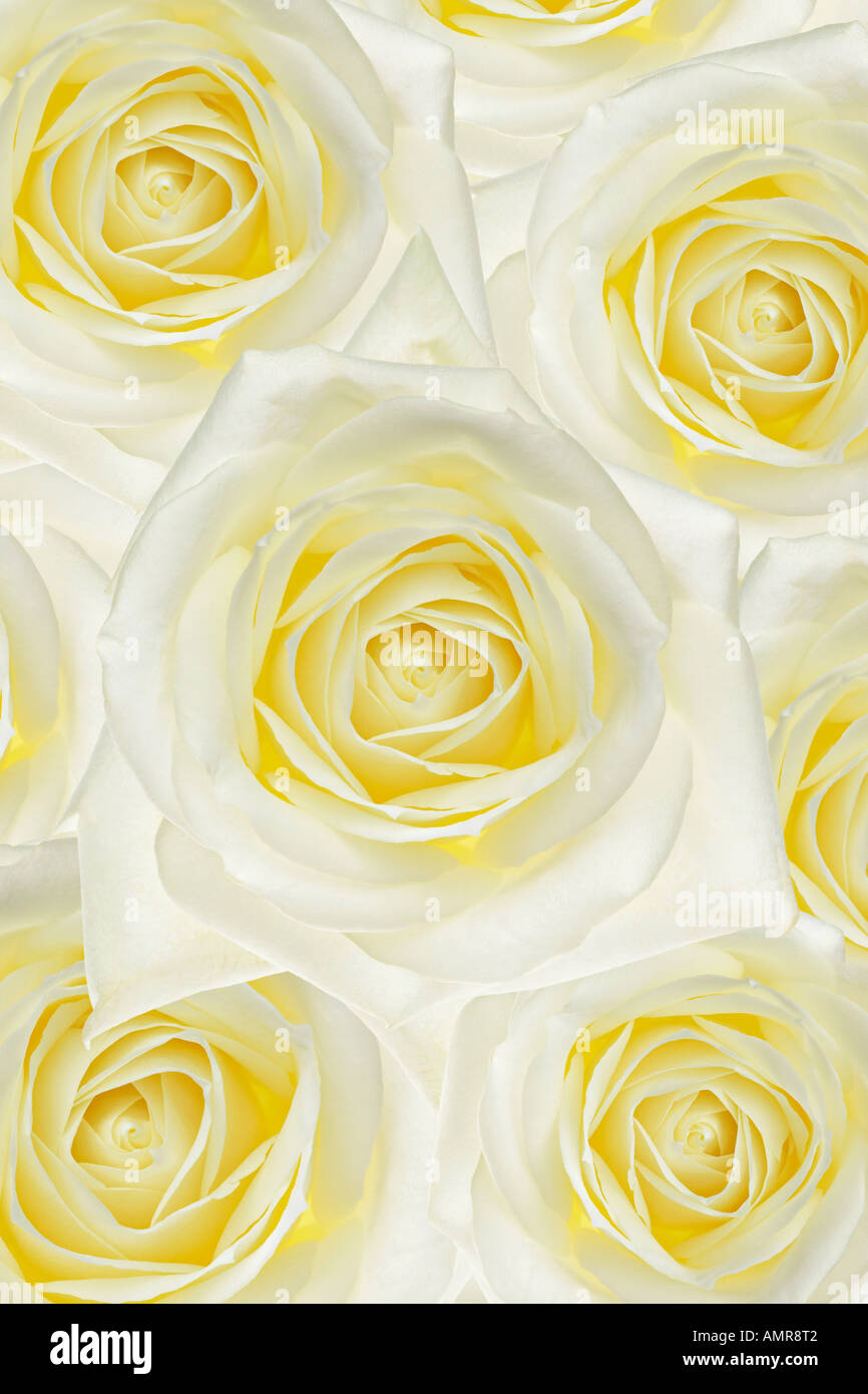 Stop to smell the roses hi-res stock photography and images - Alamy