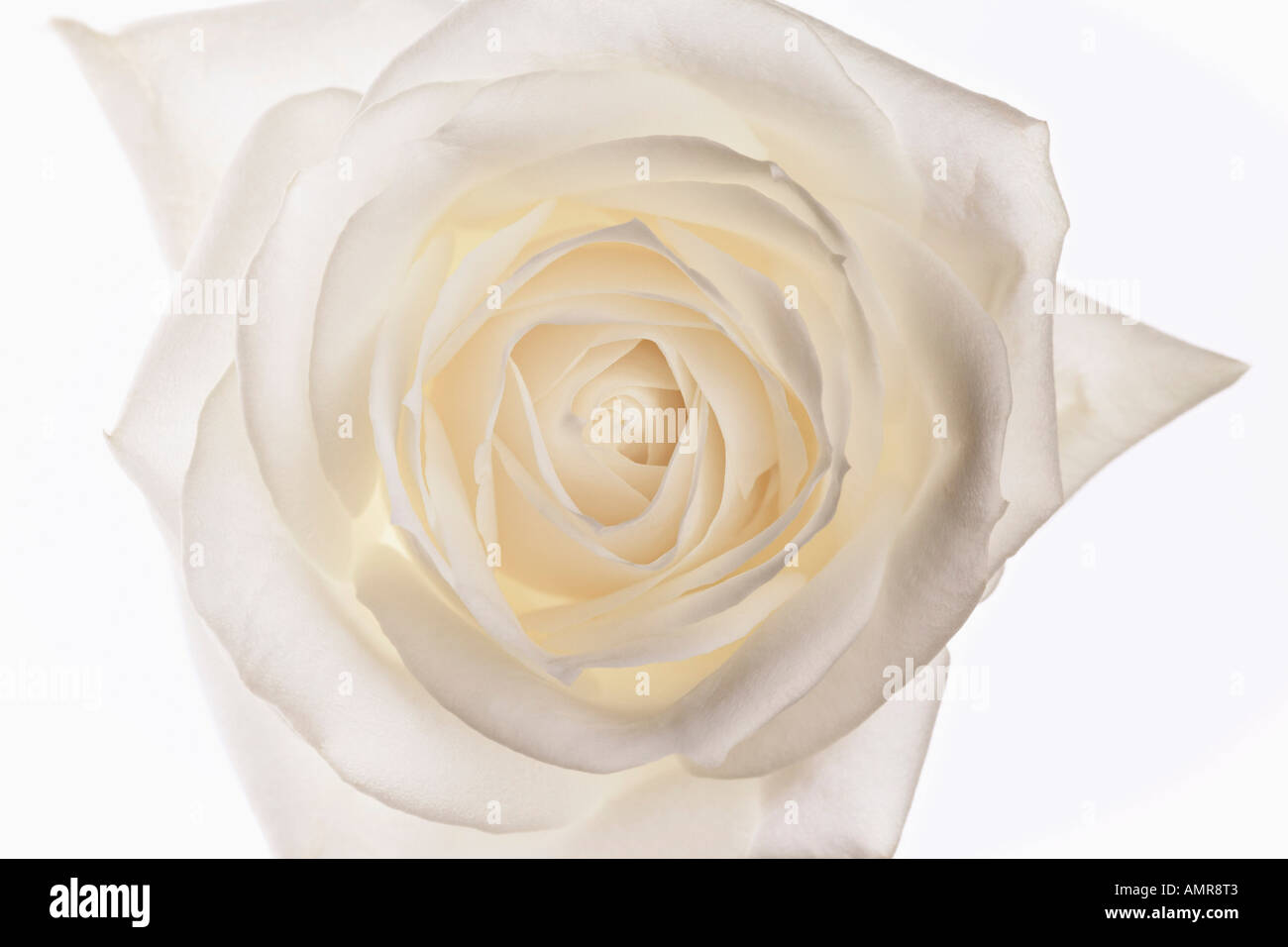 Stop to smell the roses hi-res stock photography and images - Alamy